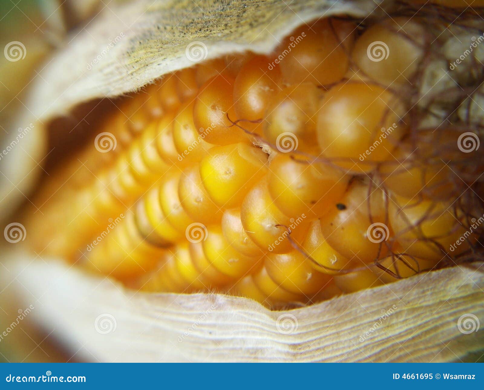 Corn stock image. Image of country, corn, kernel, cooking - 4661695
