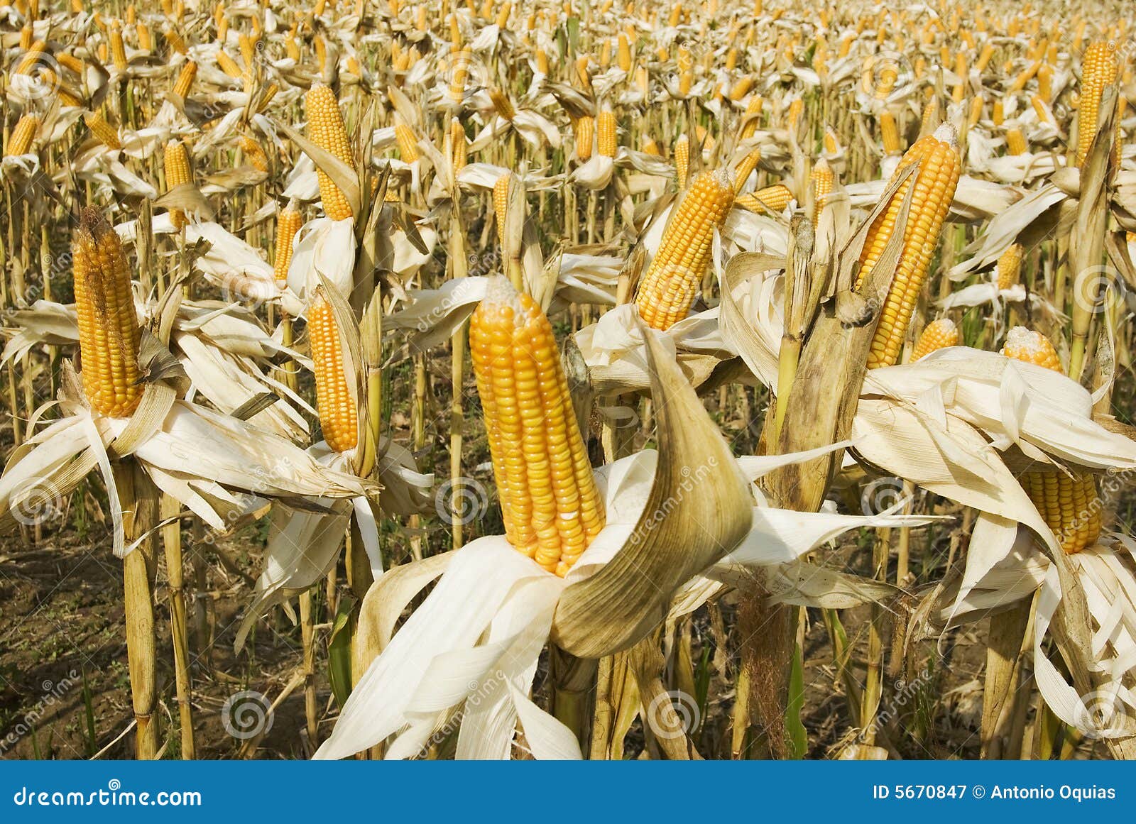 Corn stock image. Image of farm, silk, healthy, philippines - 5670847