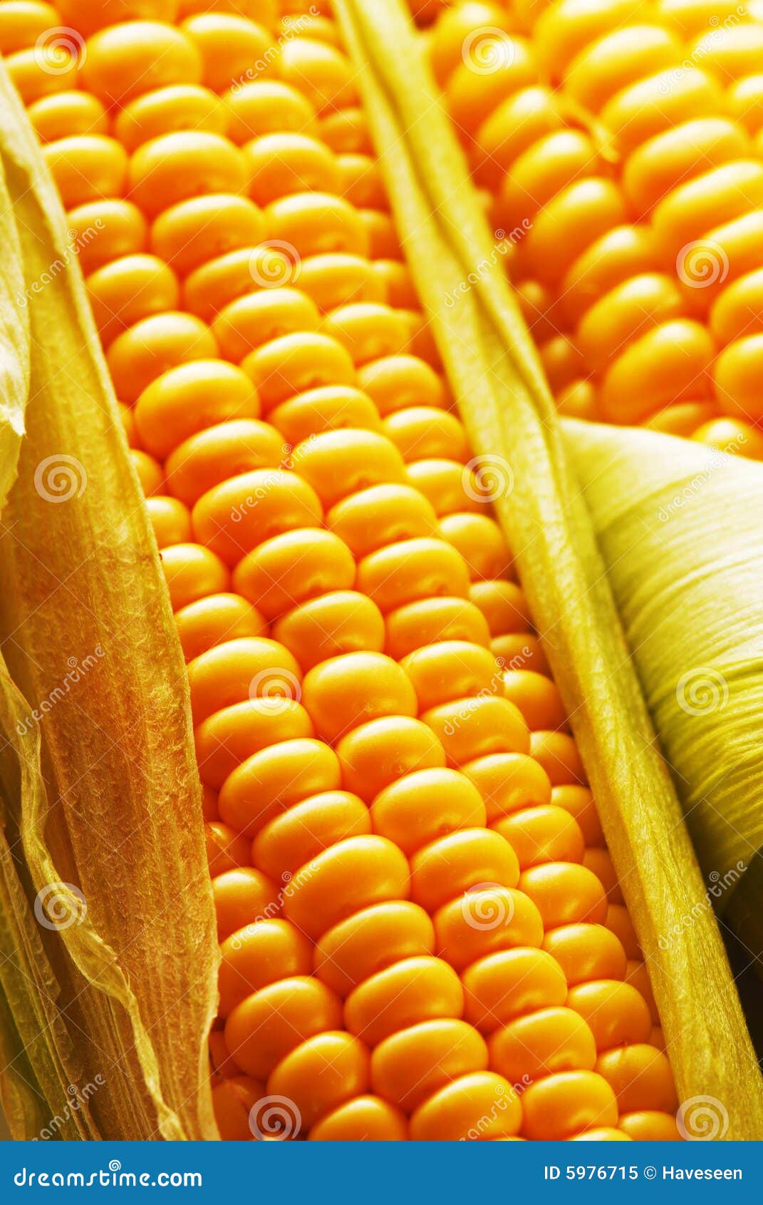 Corn stock image. Image of cereal, snack, summer, autumn - 5976715