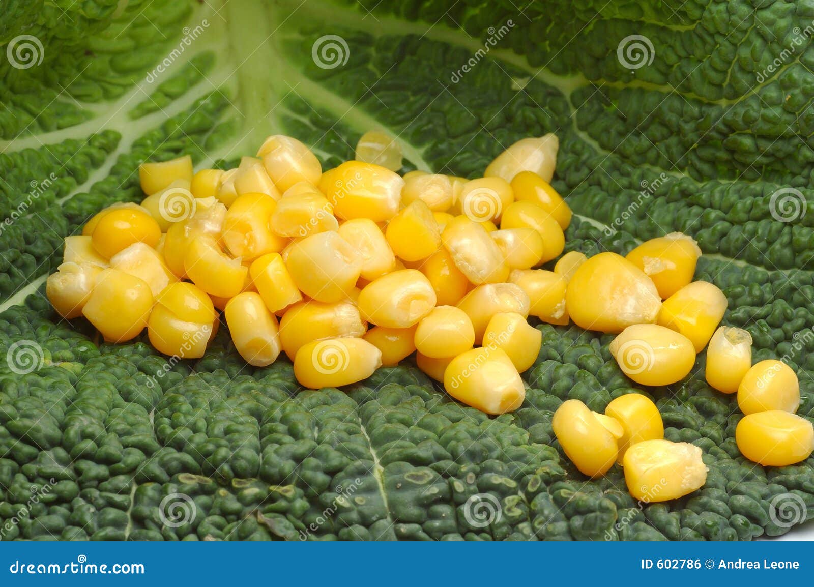 Corn stock photo. Image of food, fresh, corns, lunch, close - 602786