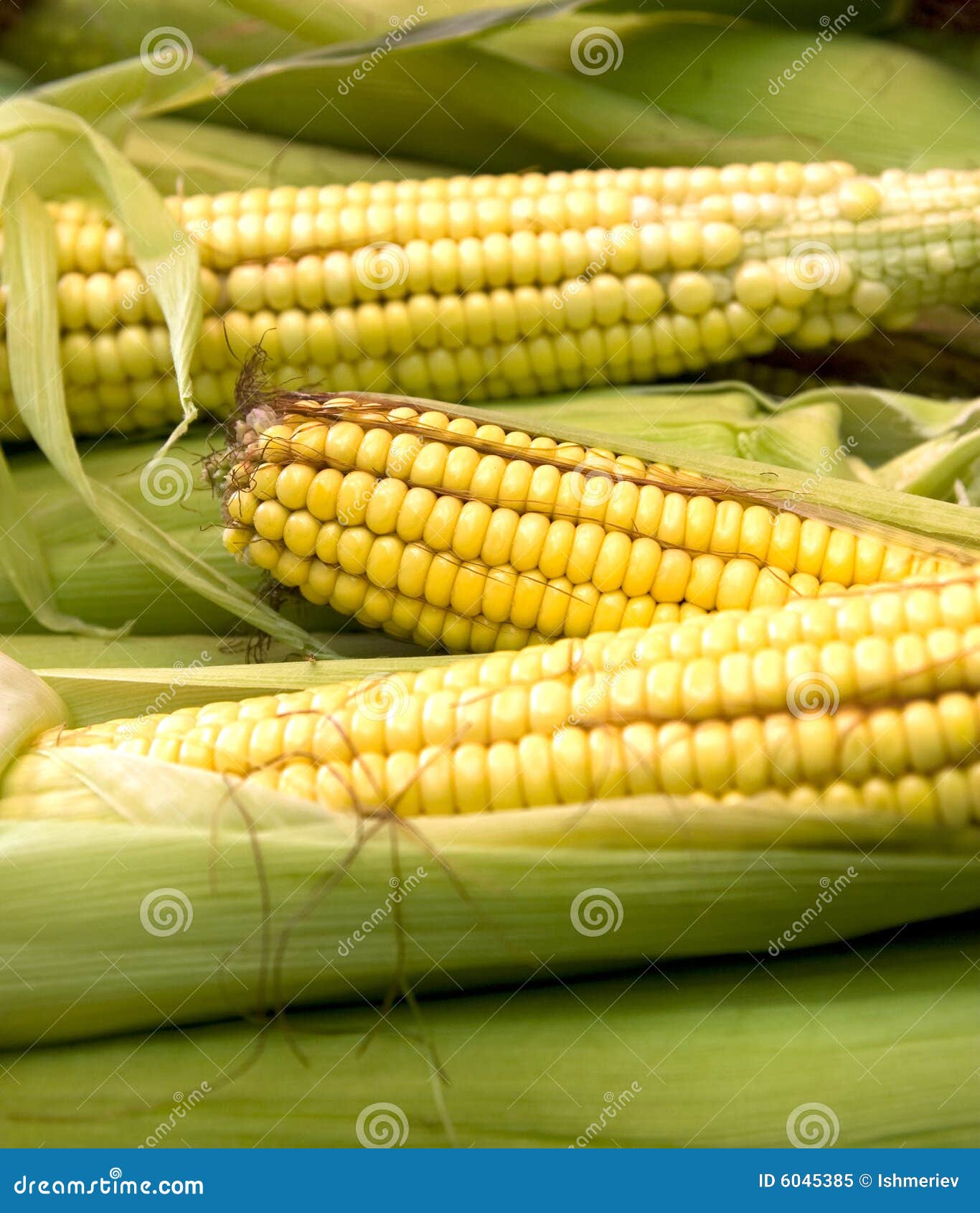 Corn stock image. Image of food, fresh, harvesting, detail - 6045385