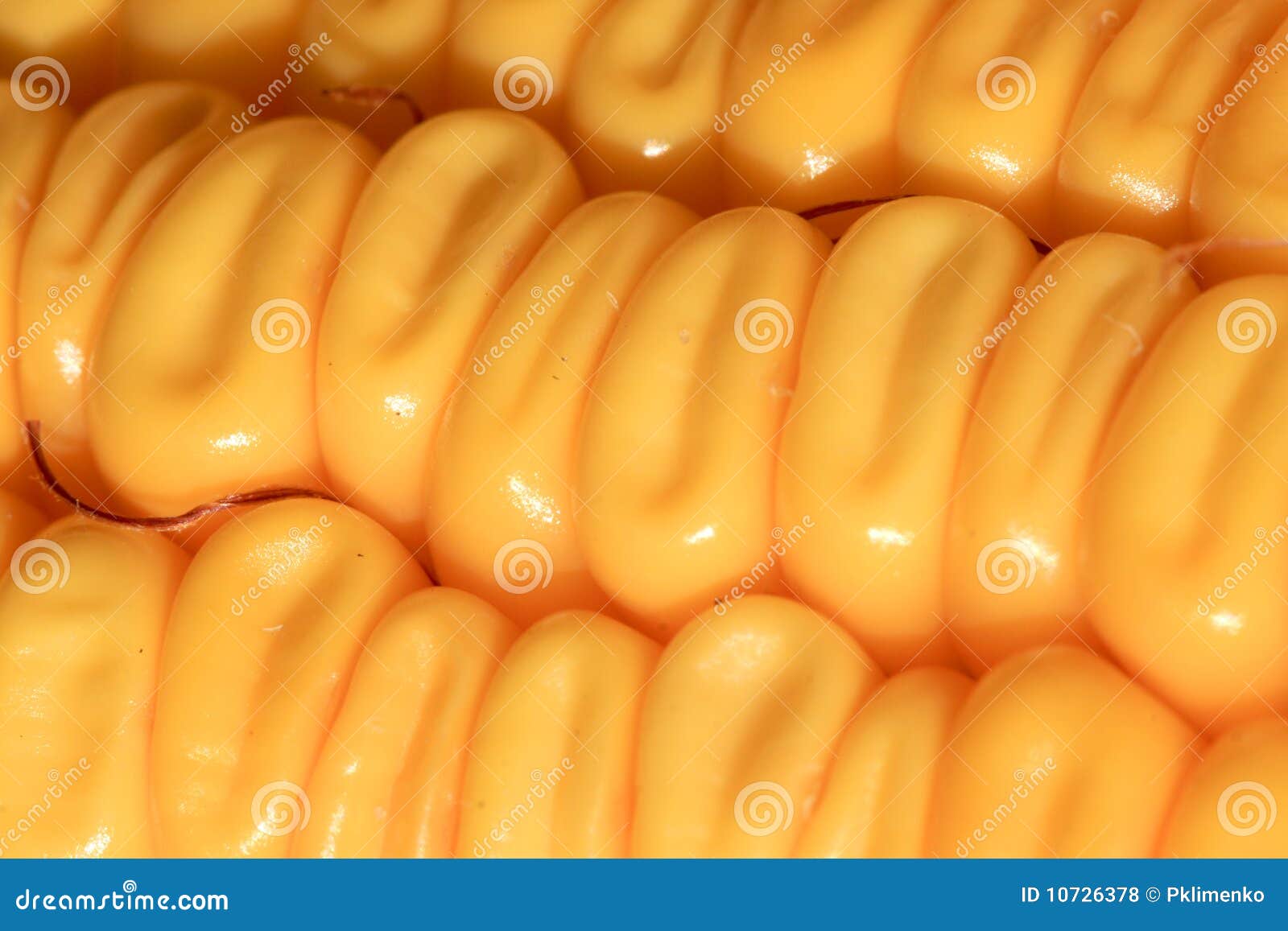 Corn Abstract Natural Background Stock Photo - Image of healthy ...