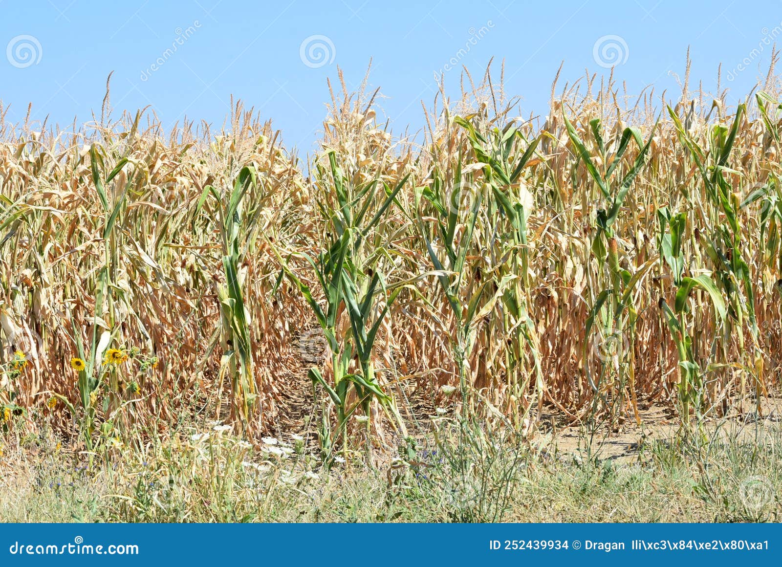 Corn Affected by High Temperatures Stock Photo - Image of atmosphere ...