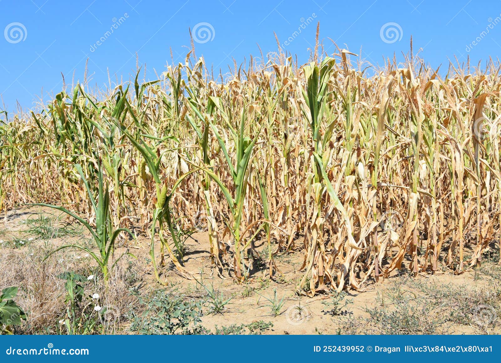 Corn Affected by High Temperatures Stock Photo - Image of agriculture ...