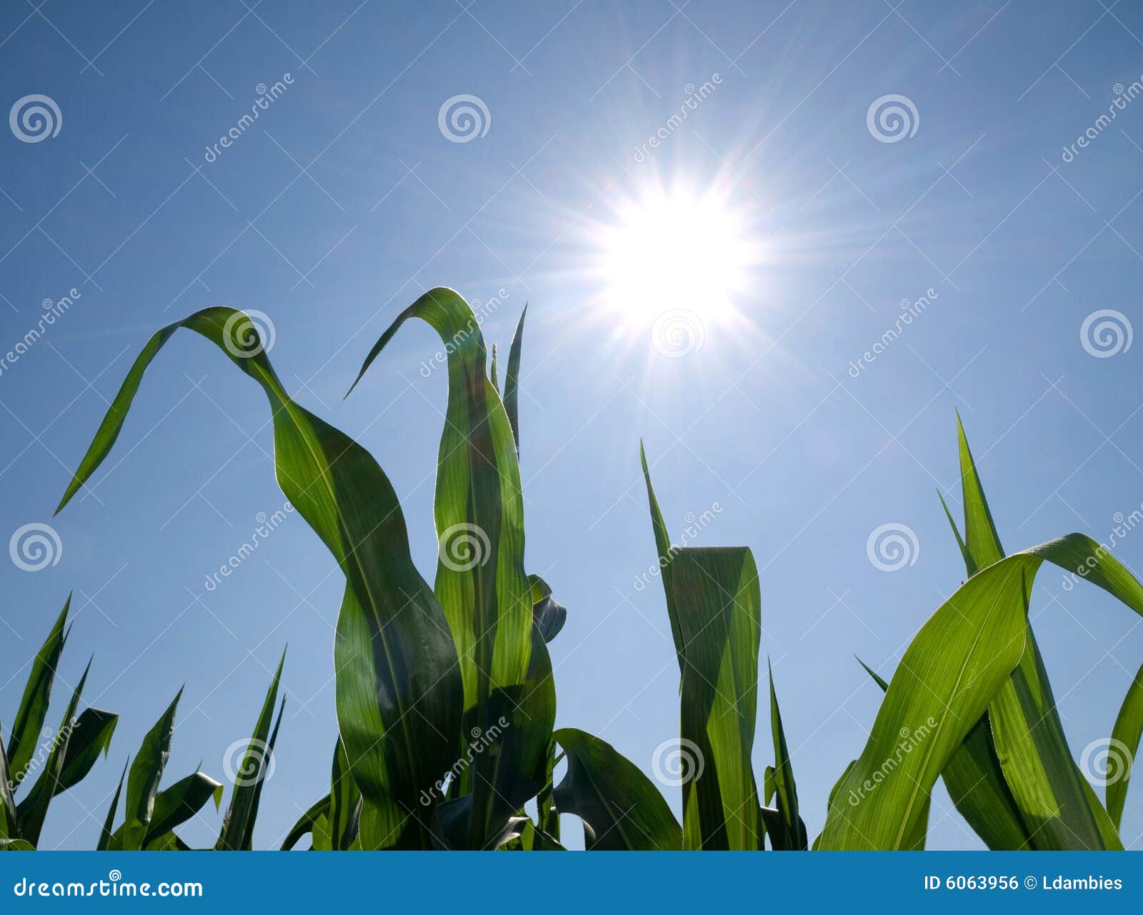 Corn against sun stock photo. Image of crop, maize, beam - 6063956