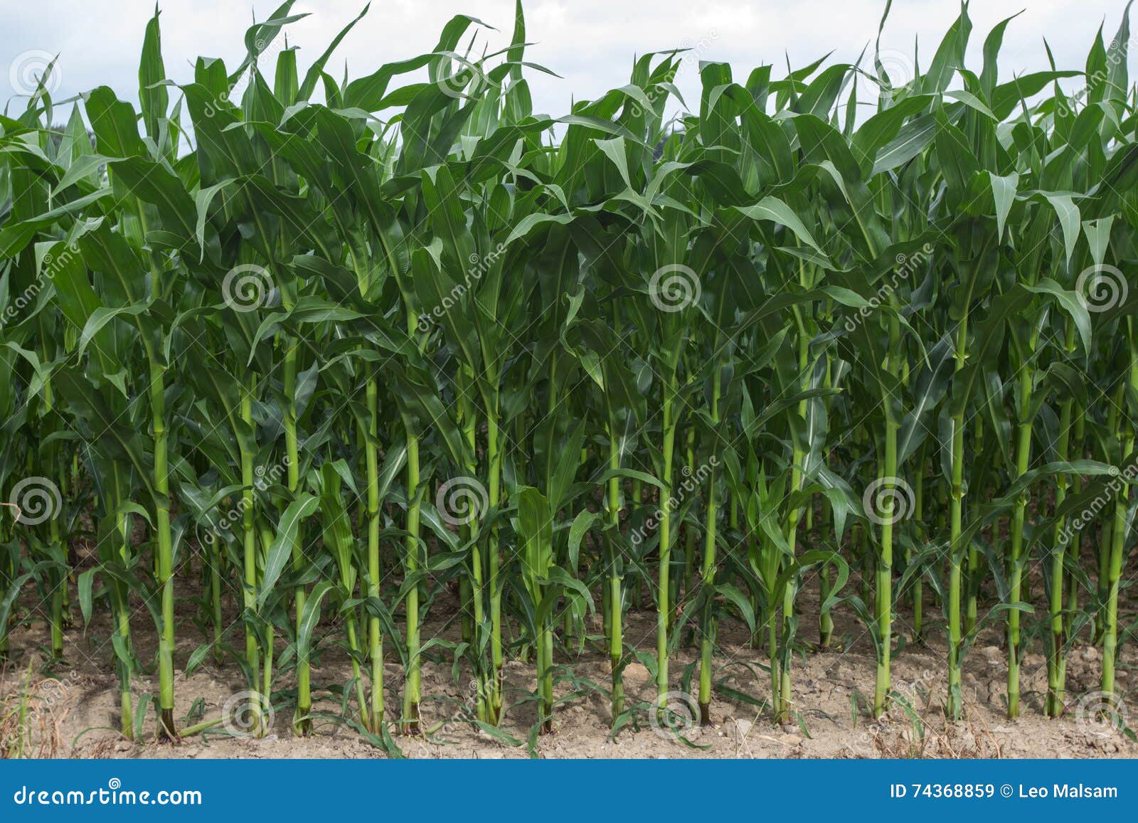 Corn stock image. Image of outdoors, silage, nature, background - 74368859