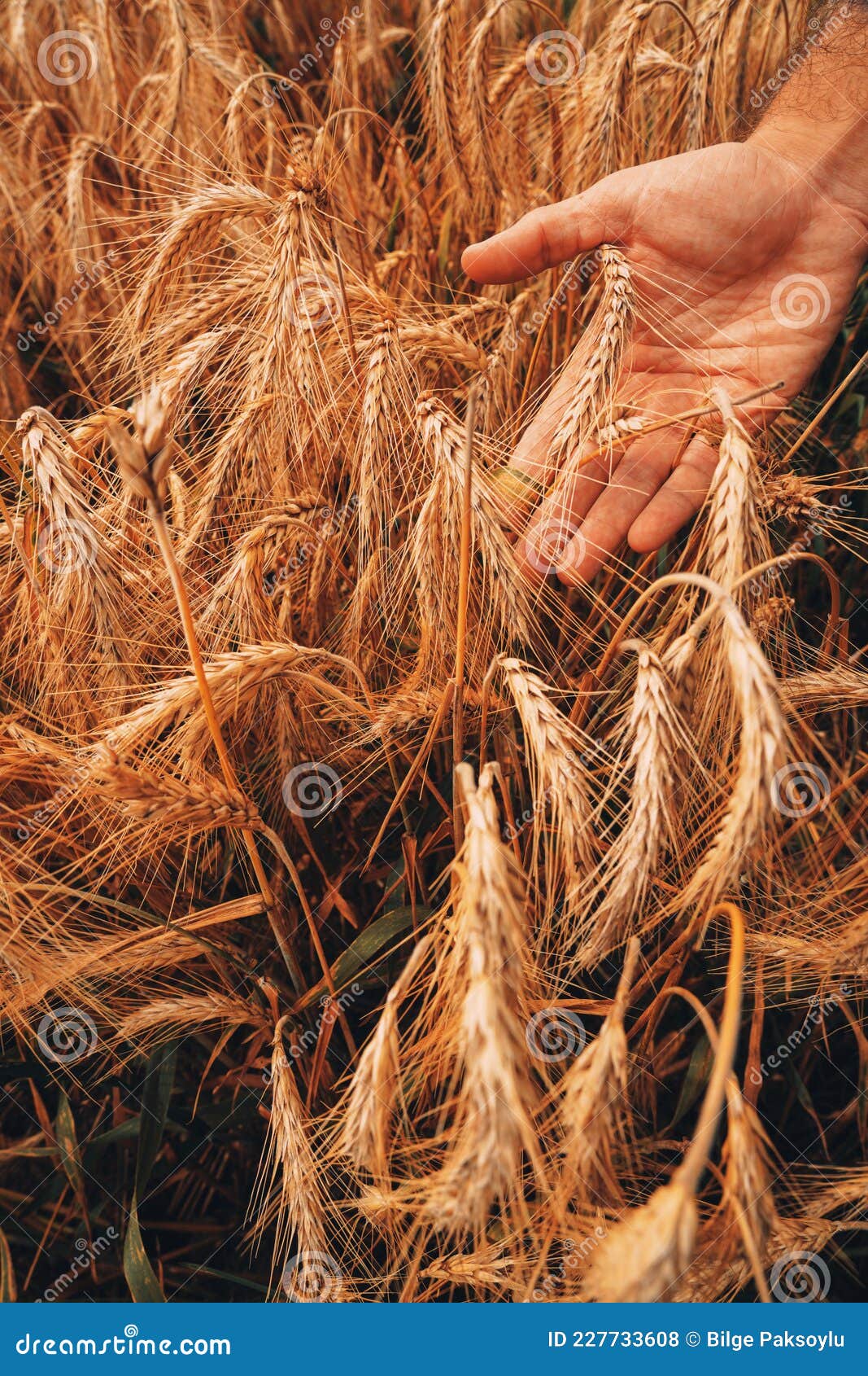 Corn Agriculture Fields for Sustainable Future Stock Photo - Image of ...