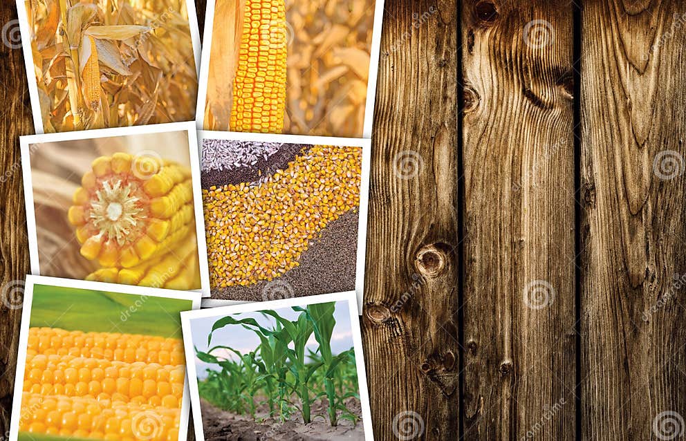 Corn in Agriculture, Photo Collage Stock Image - Image of corn, wooden ...