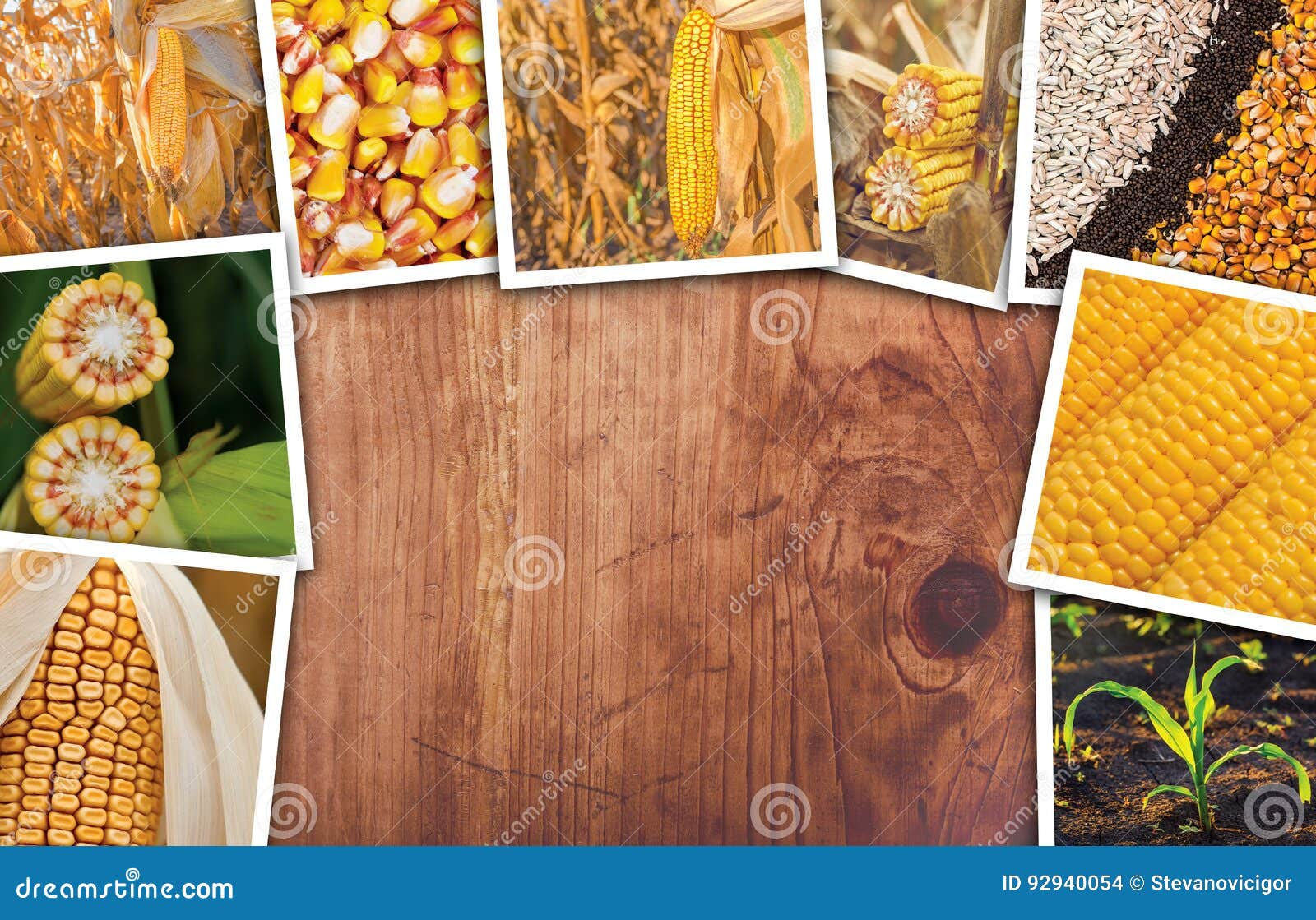 Corn in Agriculture, Photo Collage Stock Photo - Image of copy, plants ...