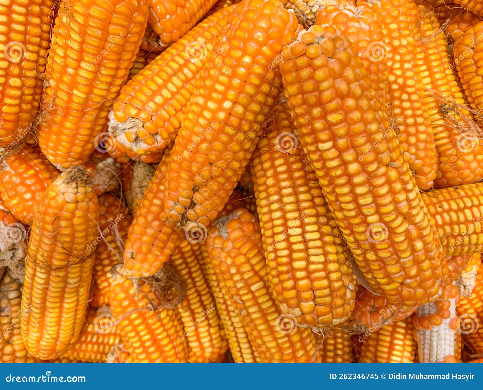 Corn for Animal Feed Production. Dried before Grinding Stock Image ...