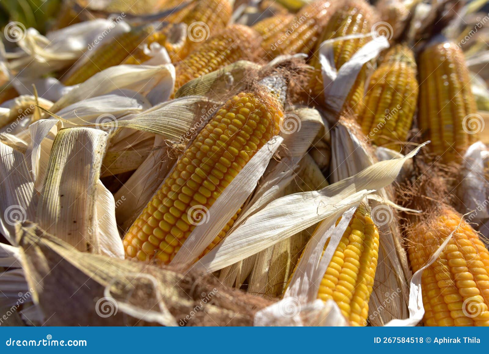 Corn or Corn for Animal Feed Yellow Close Up Frame Stock Photo - Image ...