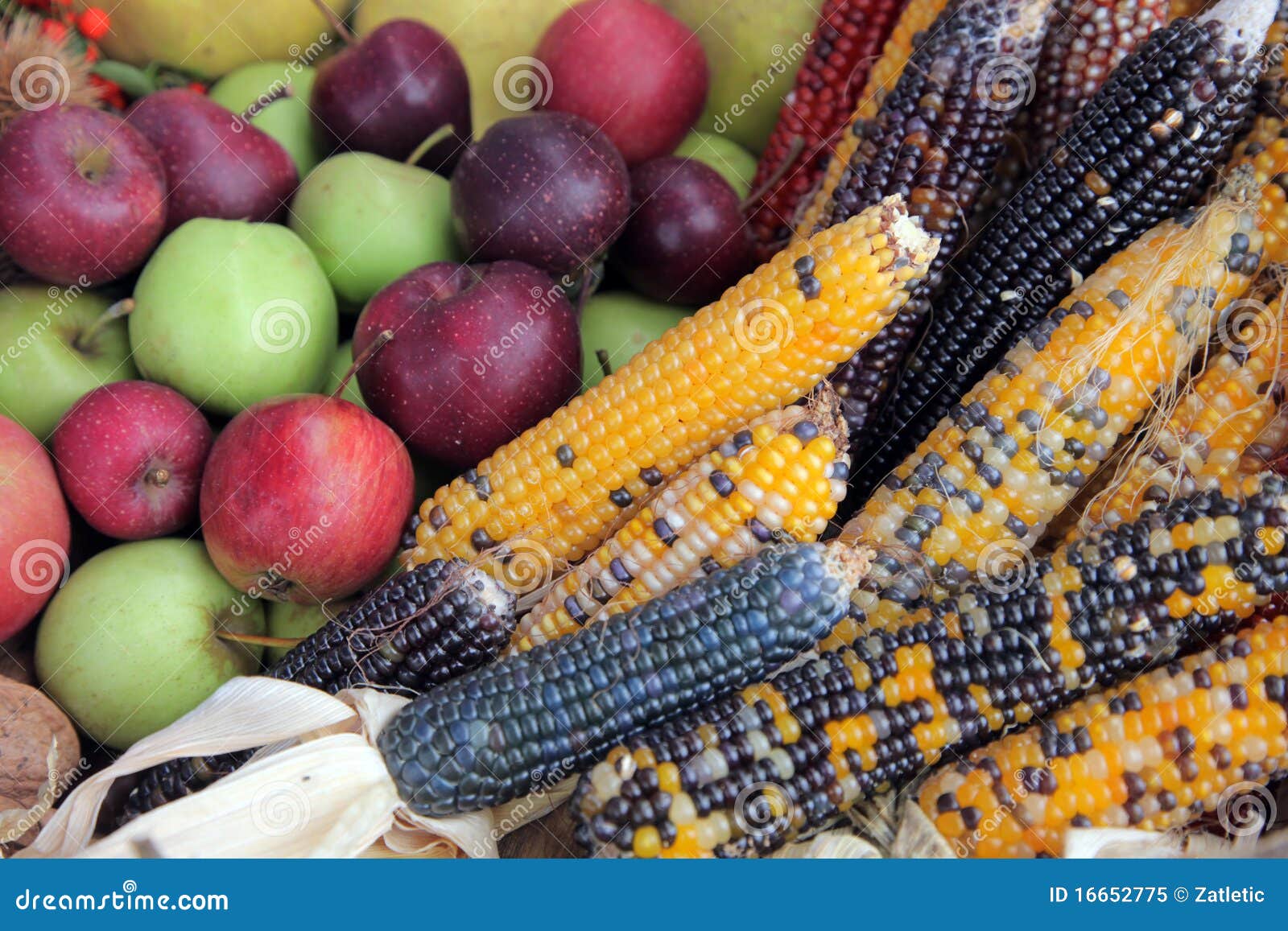 Corn and apples stock image. Image of dinner, cook, indian - 16652775