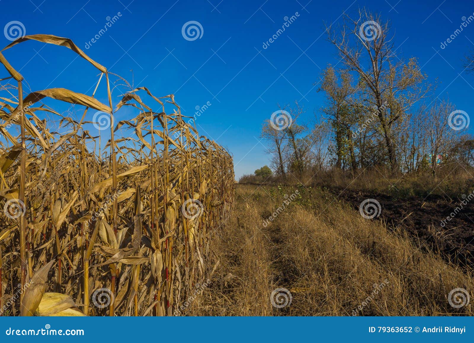 Corn on the autumn field stock photo. Image of agricultural - 79363652