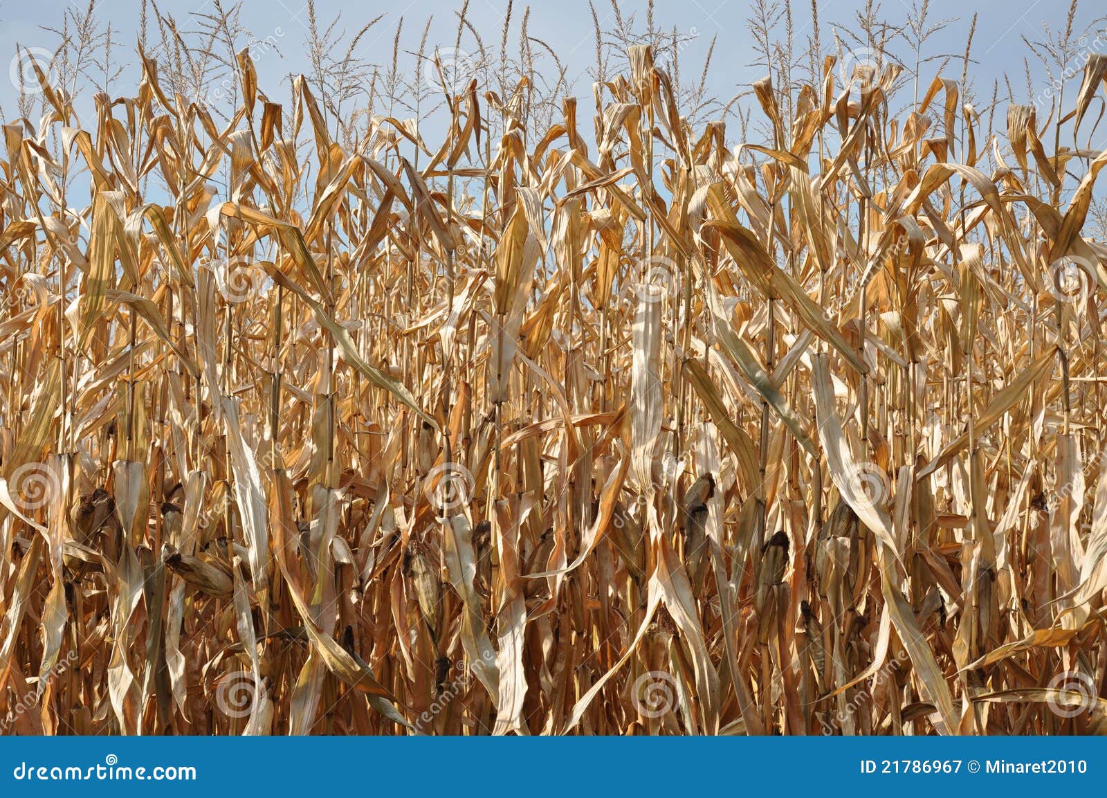 Corn in the autumn sun stock image. Image of blue, mature - 21786967
