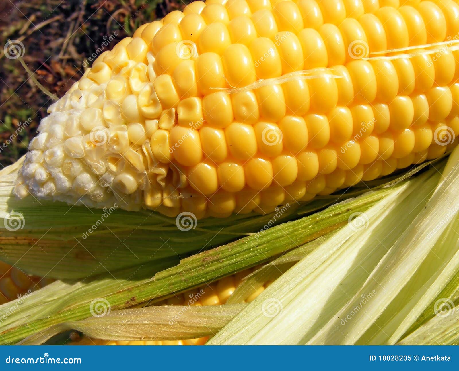 Corn background stock image. Image of natural, agriculture - 18028205