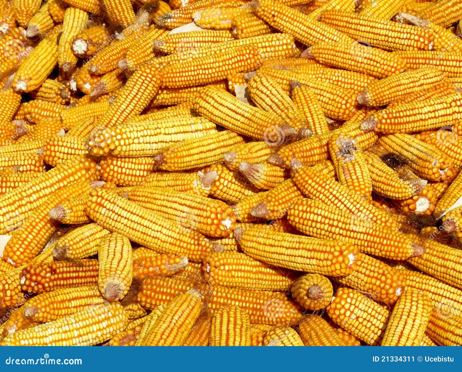 Corn background stock image. Image of garden, green, plant - 21334311