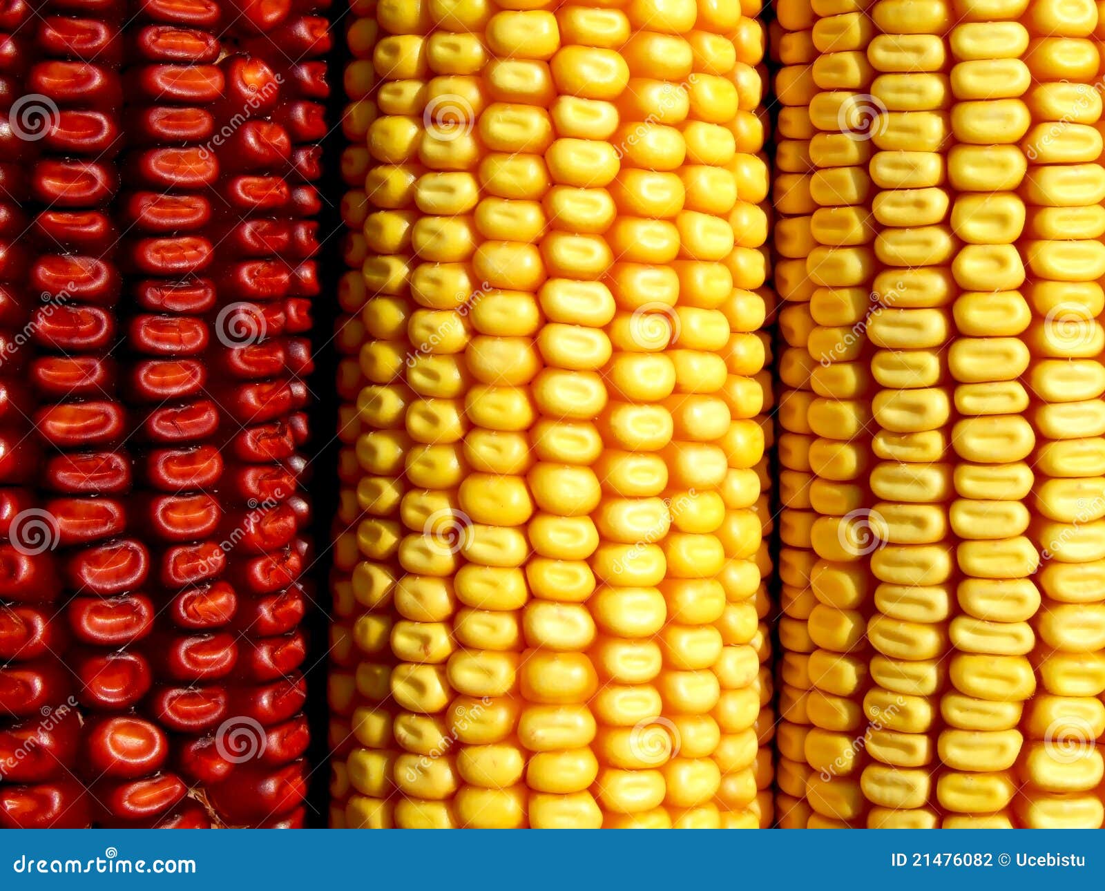 Corn background stock photo. Image of produce, plant - 21476082