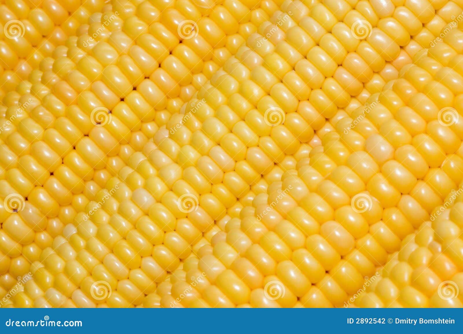 Corn Background Royalty-Free Stock Photography | CartoonDealer.com ...