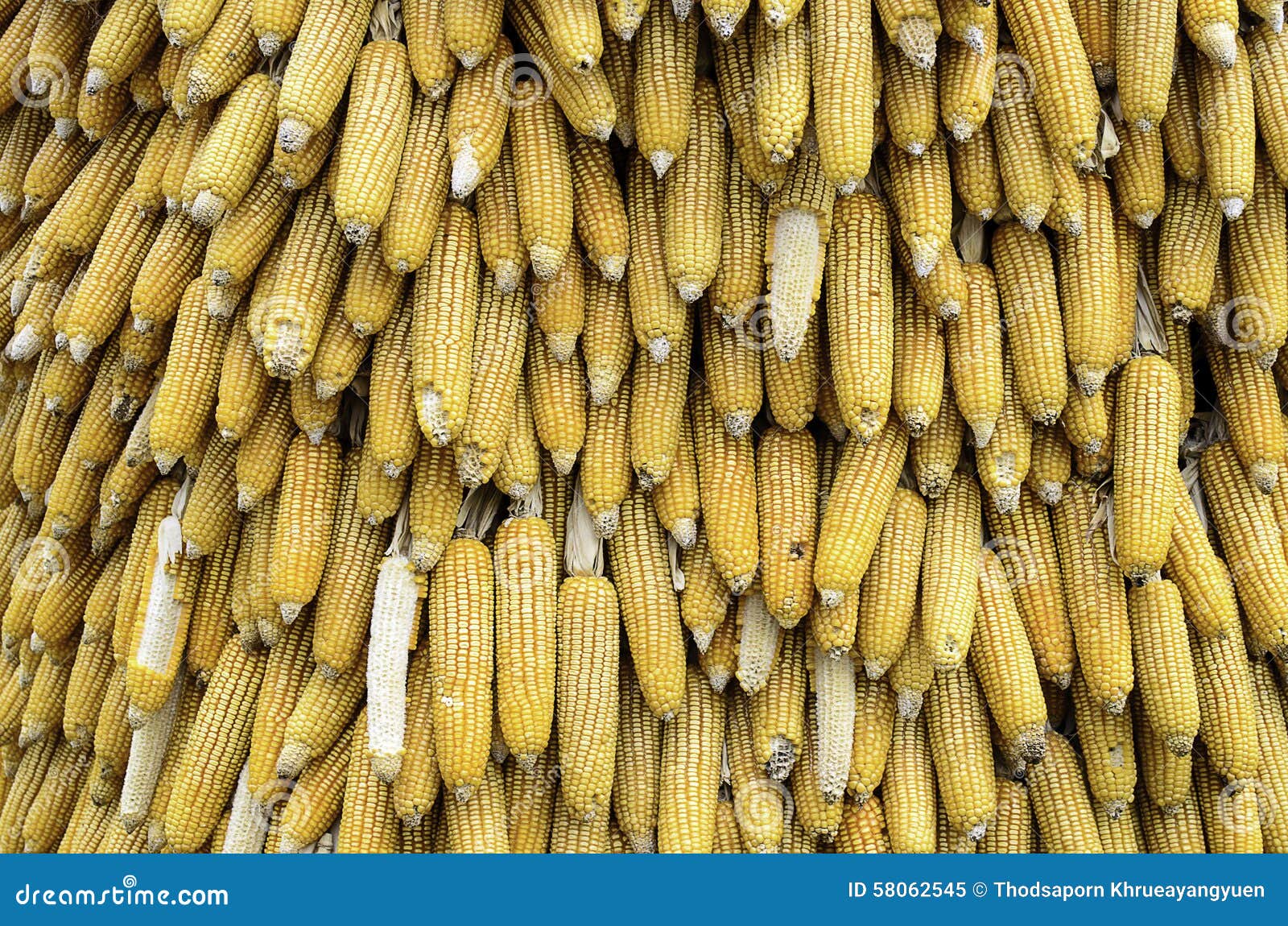 Corn background stock image. Image of freshly, corn, texture - 58062545