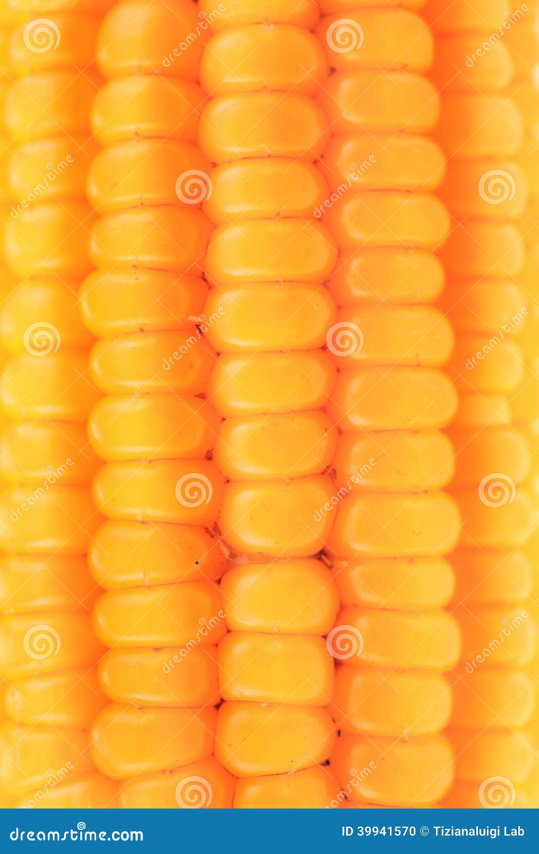 Corn background stock photo. Image of portrait, color - 39941570