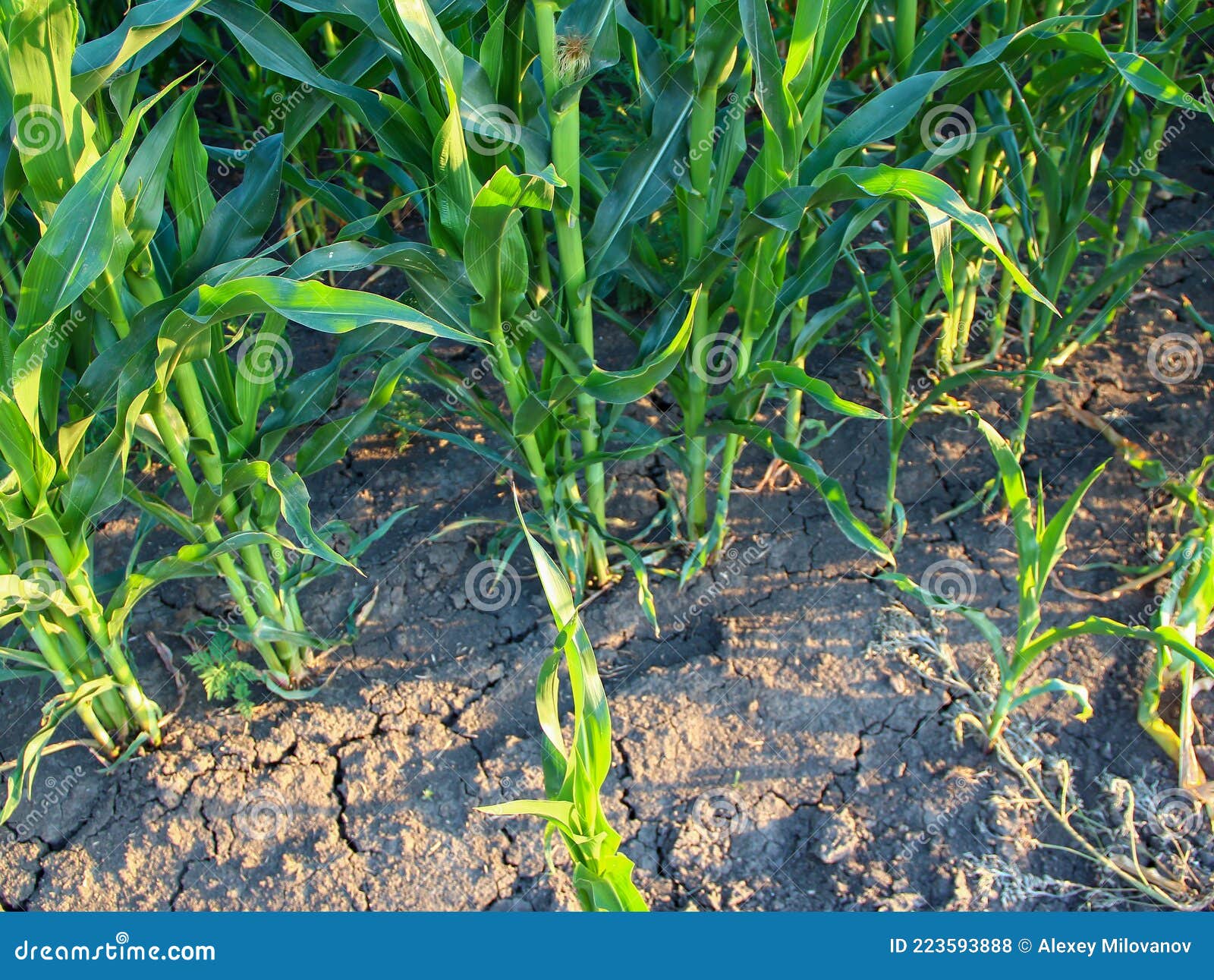 Corn on the Background of the Ground Stock Photo - Image of grain ...