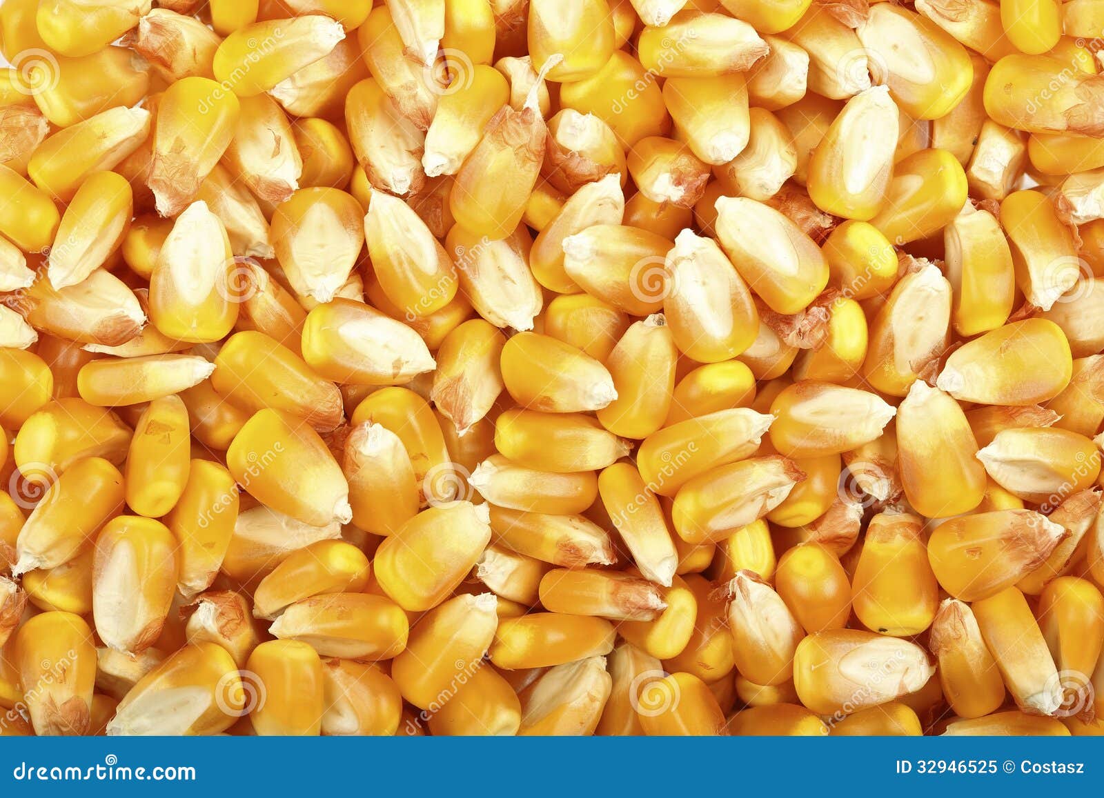 Corn background stock image. Image of healthy, agriculture - 32946525