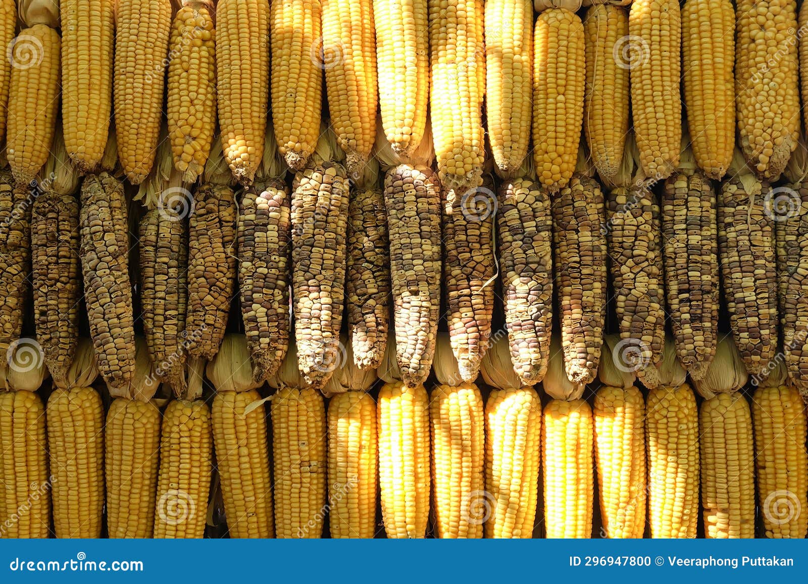 Corn Background, Pods of Dried Corn Texture, Corn Pods Under Sunlight ...