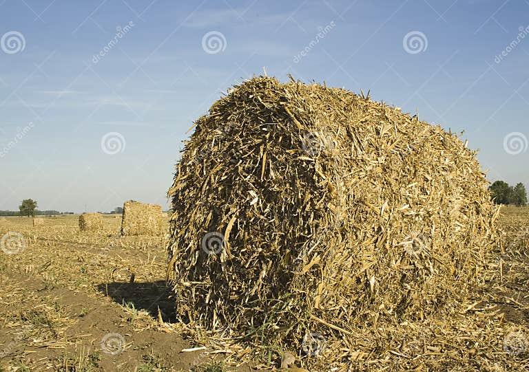 Corn bale close up stock image. Image of renewable, plant - 12730823