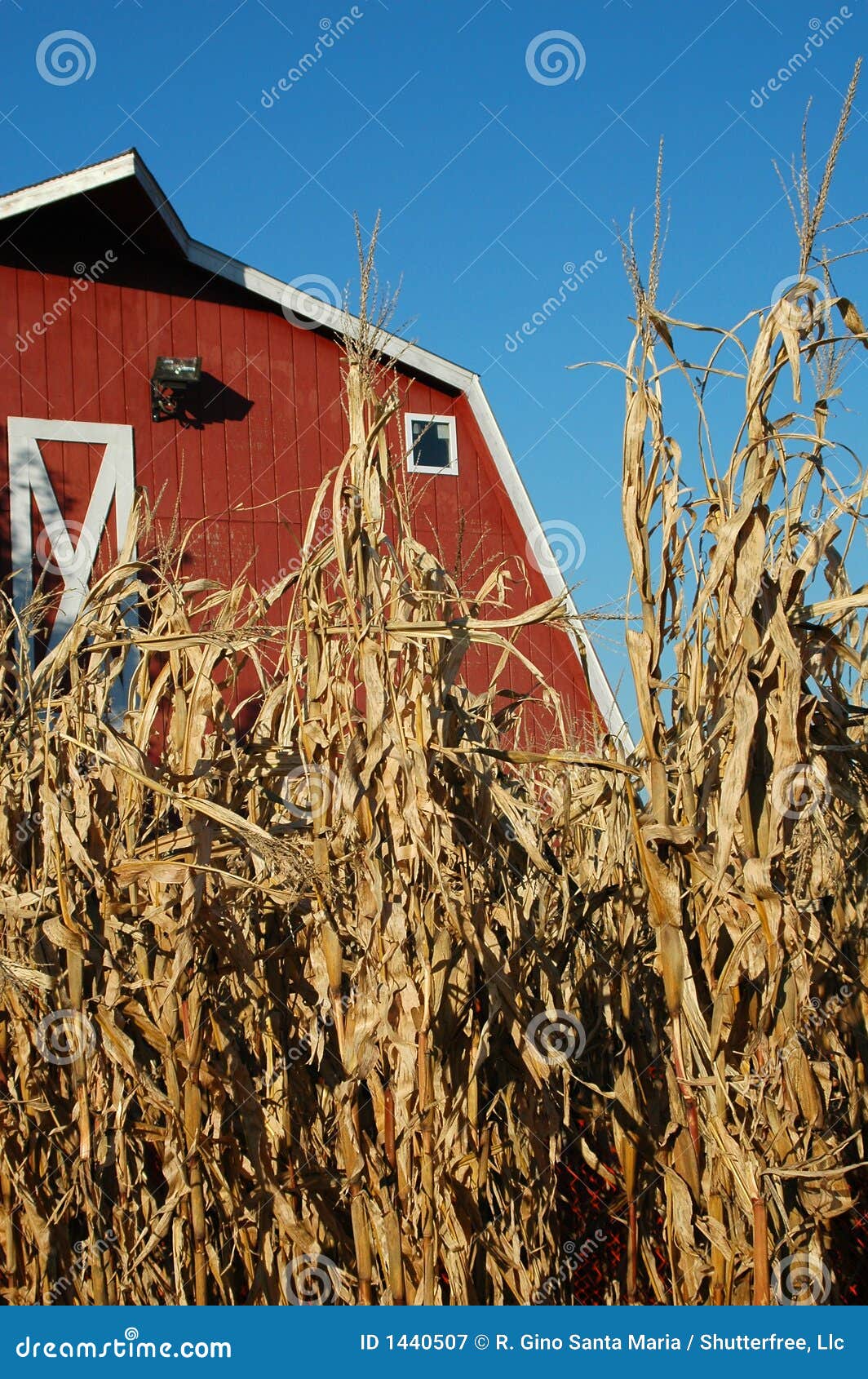 Corn and Barn stock image. Image of horticulture, reap - 1440507