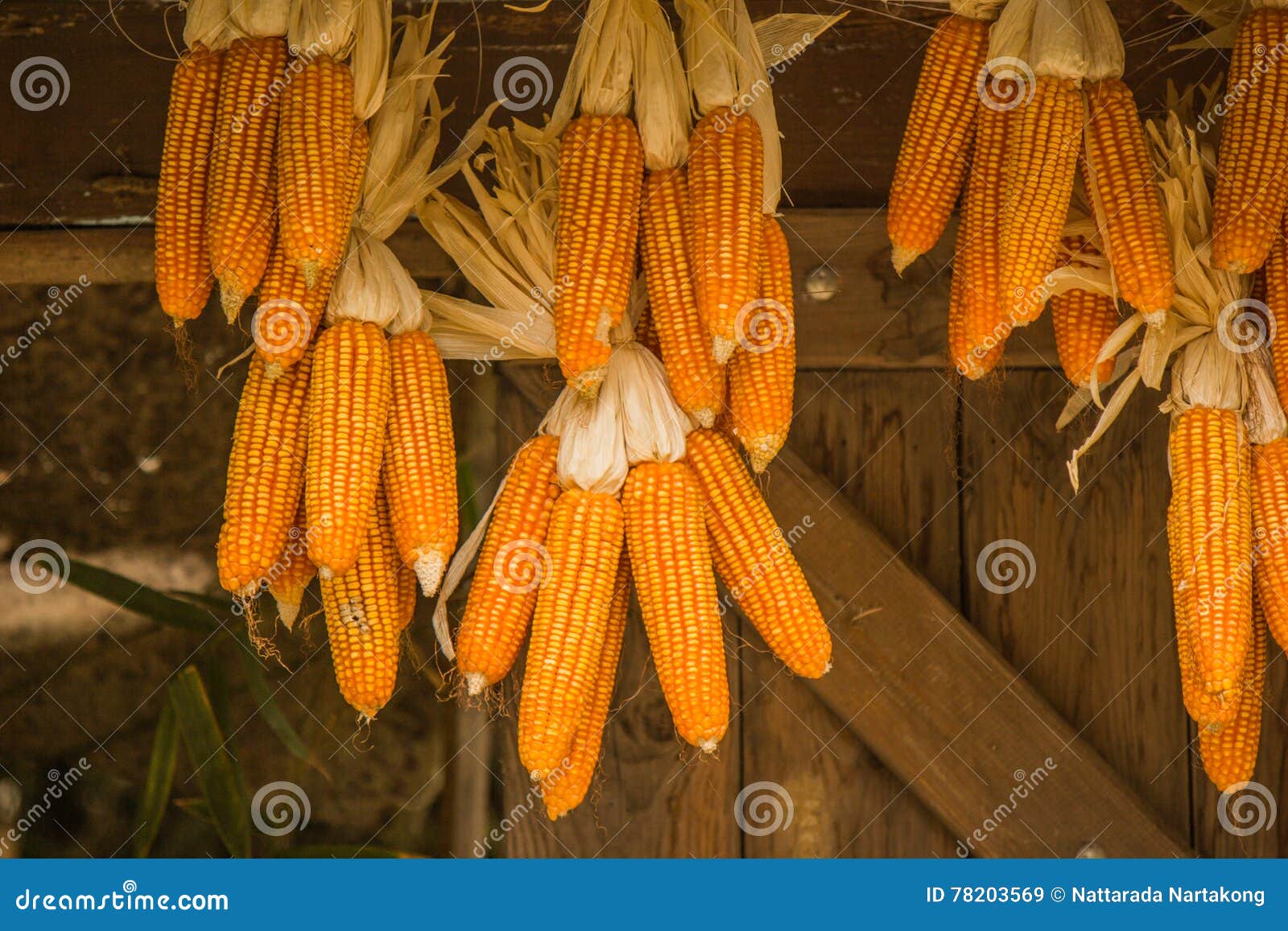 Corn Barn stock image. Image of season, autumn, harvest - 78203569
