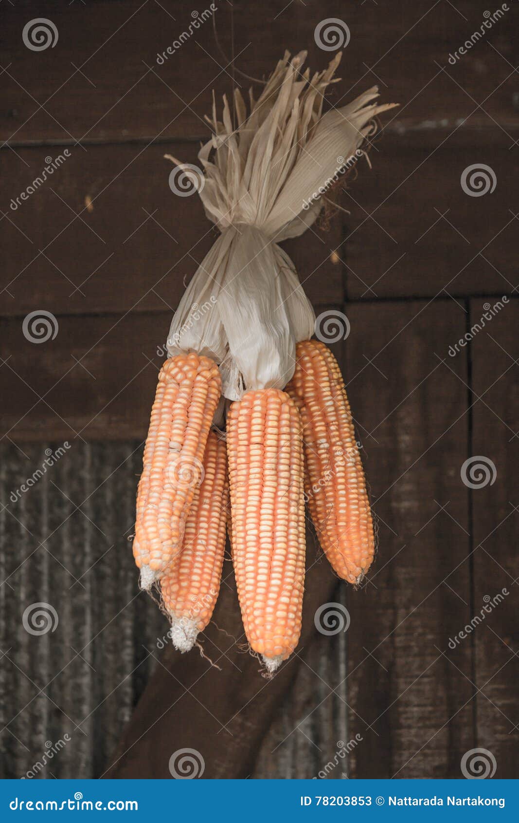 Corn Barn stock image. Image of farm, country, autumn - 78203853