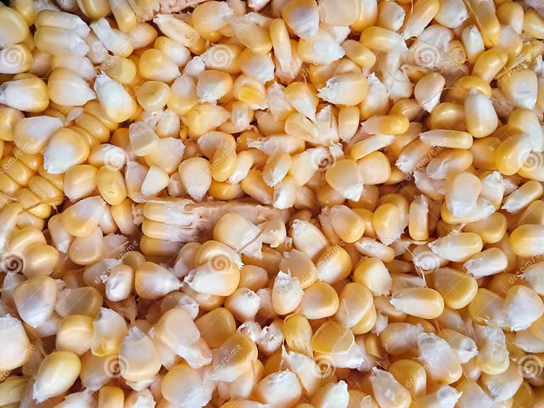 Corn is the Basic Ingredient for Making Popcorn Stock Photo - Image of ...