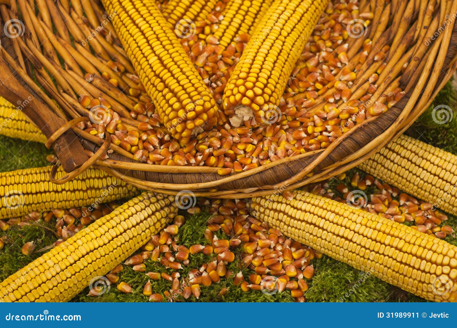 Corn basket stock image. Image of farming, modified, cultivated - 31989911