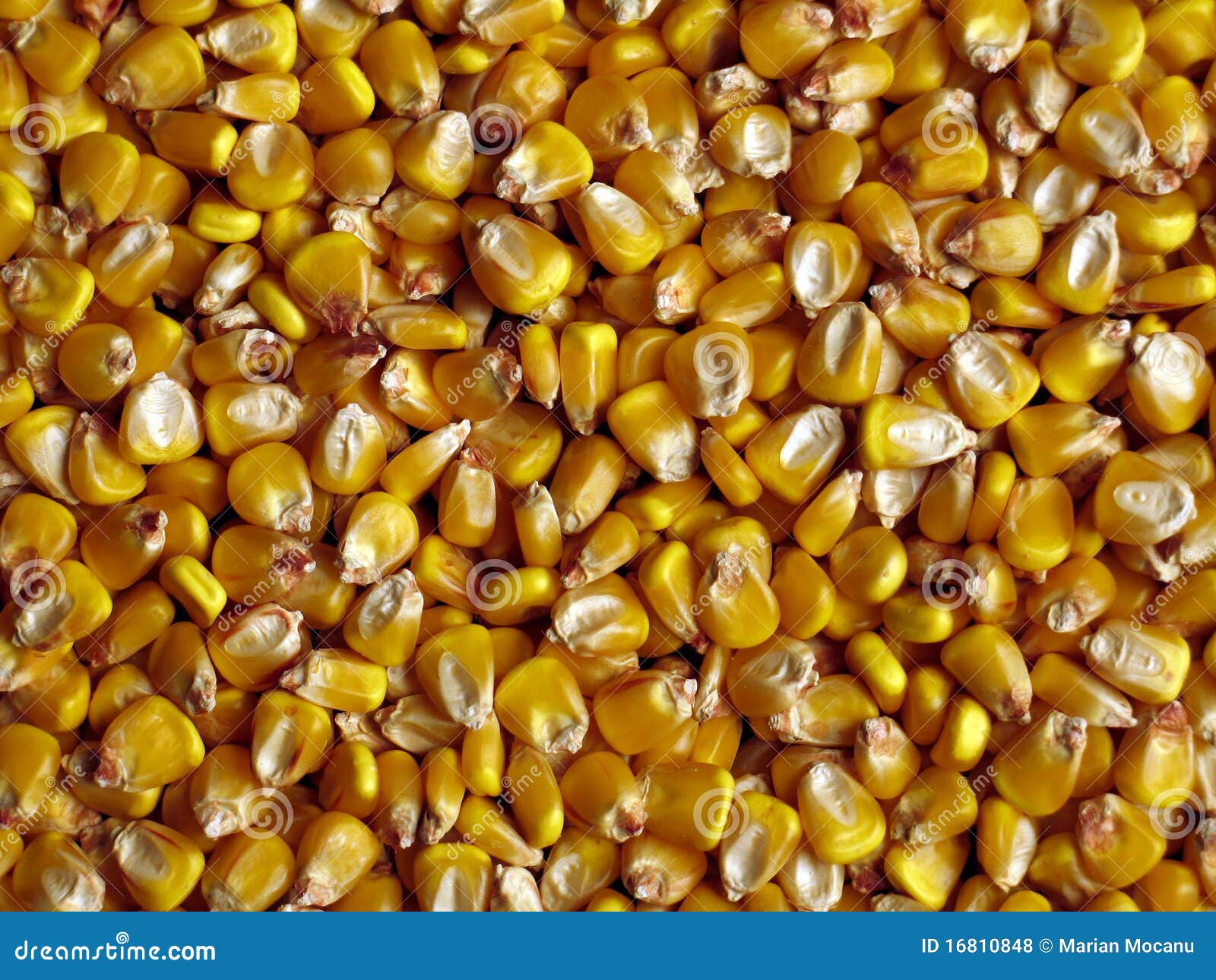 Corn beans stock photo. Image of detail, beans, yellow - 16810848