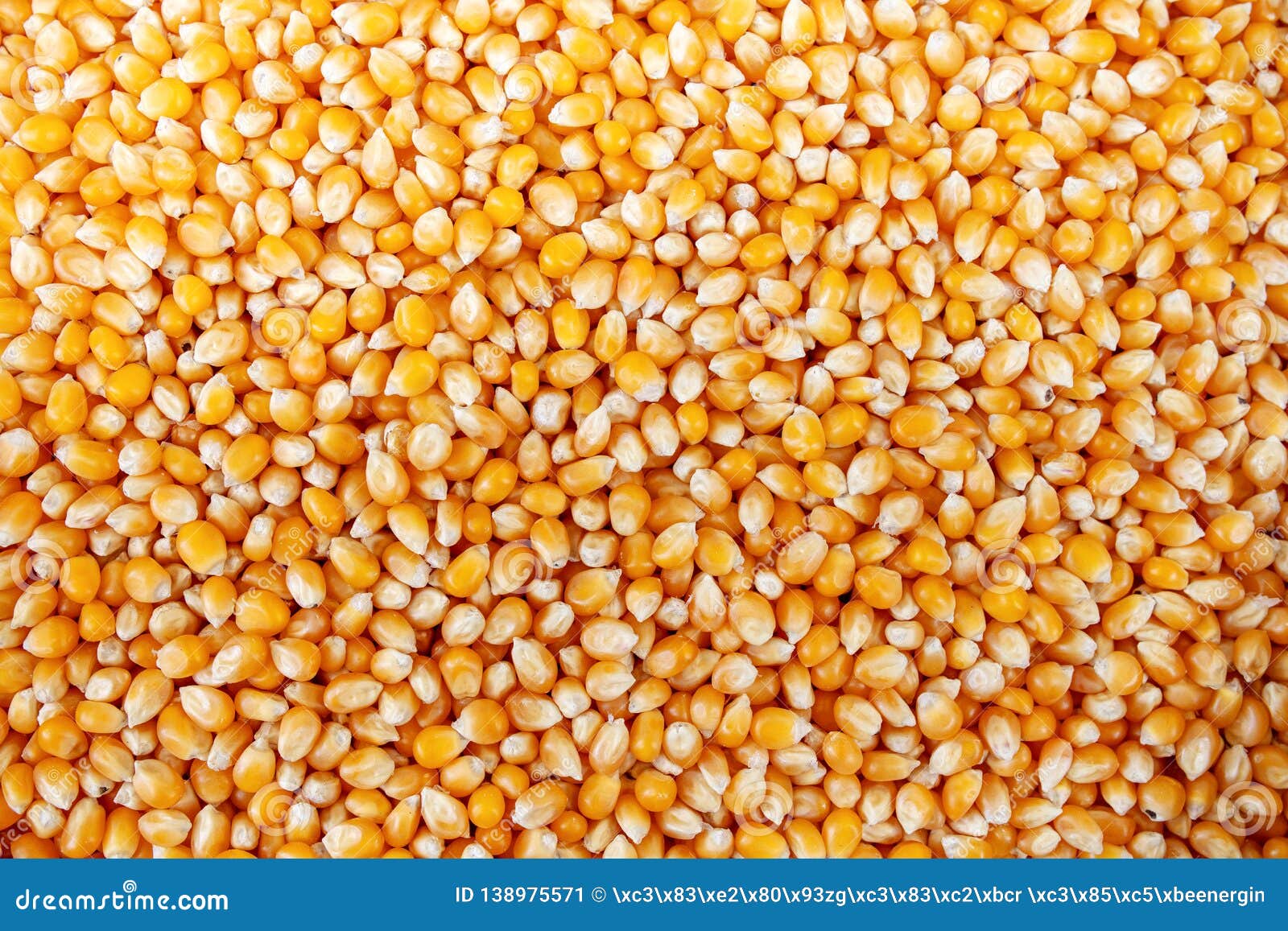 Corn beans, background stock image. Image of natural - 138975571