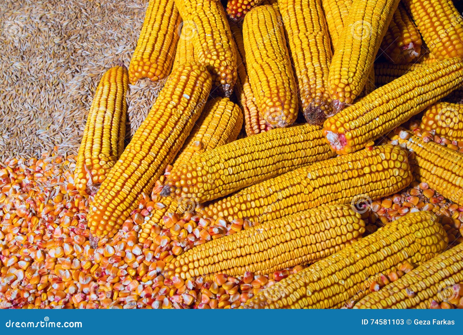 Corn beans and wheat seed stock image. Image of color - 74581103