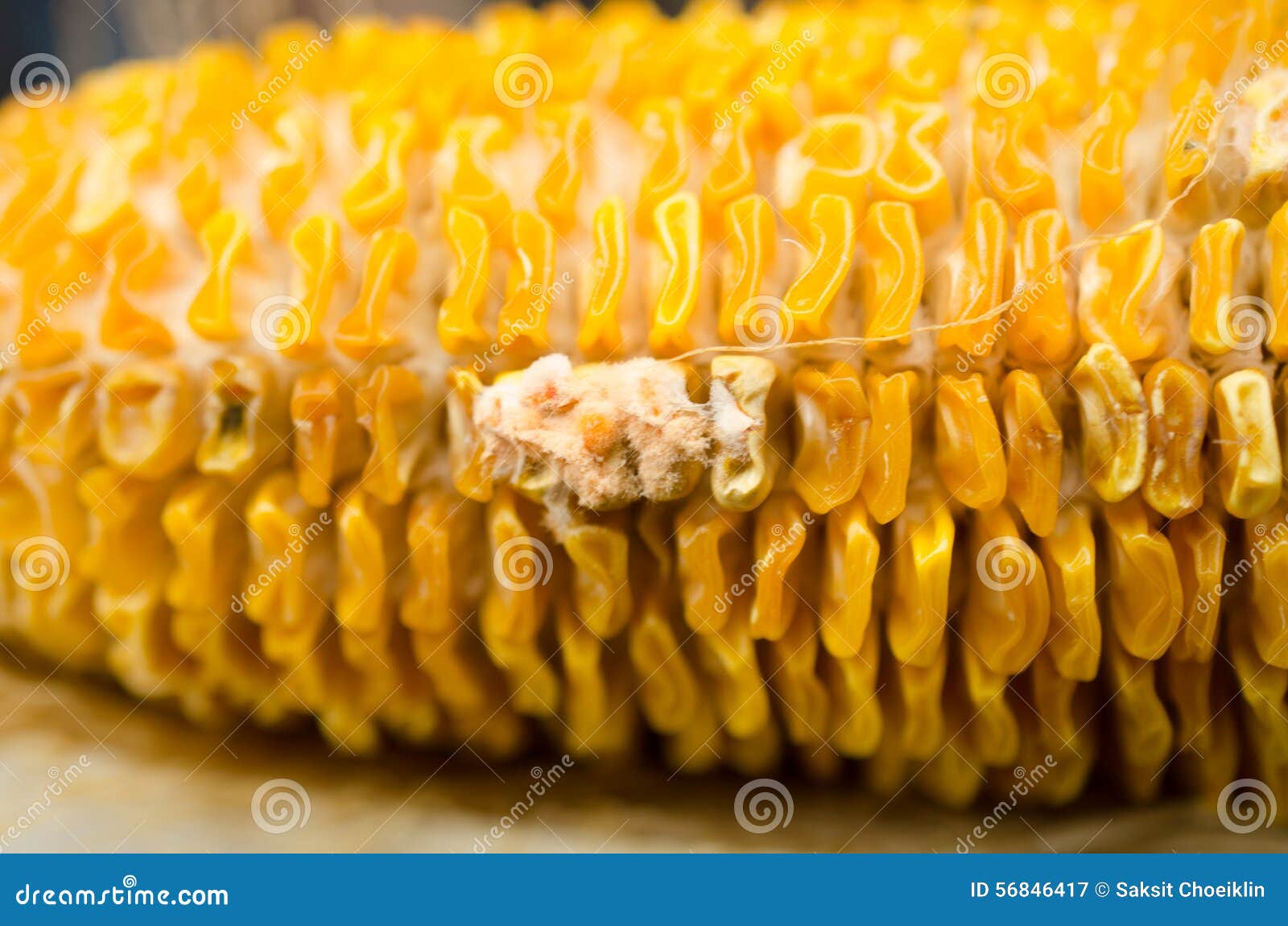 Corn became rotten stock image. Image of food, life, decay - 56846417