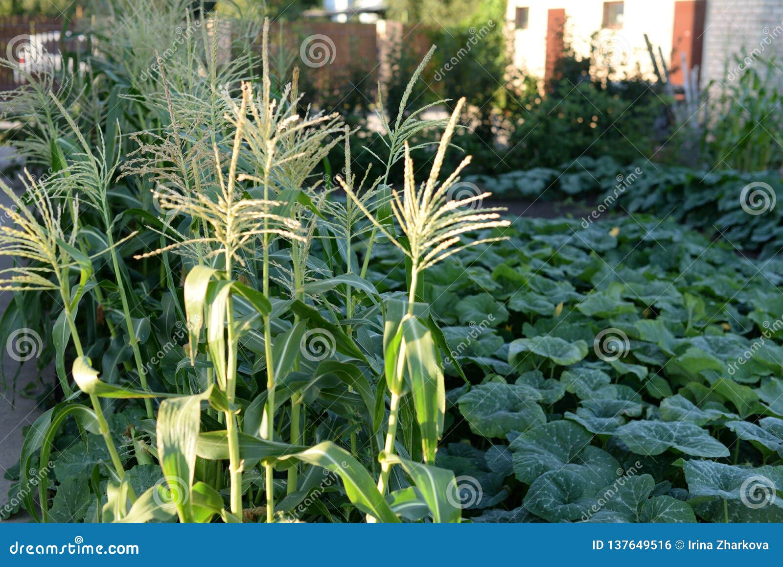A Corn Bed with Cobs and Buds Grows in the Summer Next To the Pumpkin ...