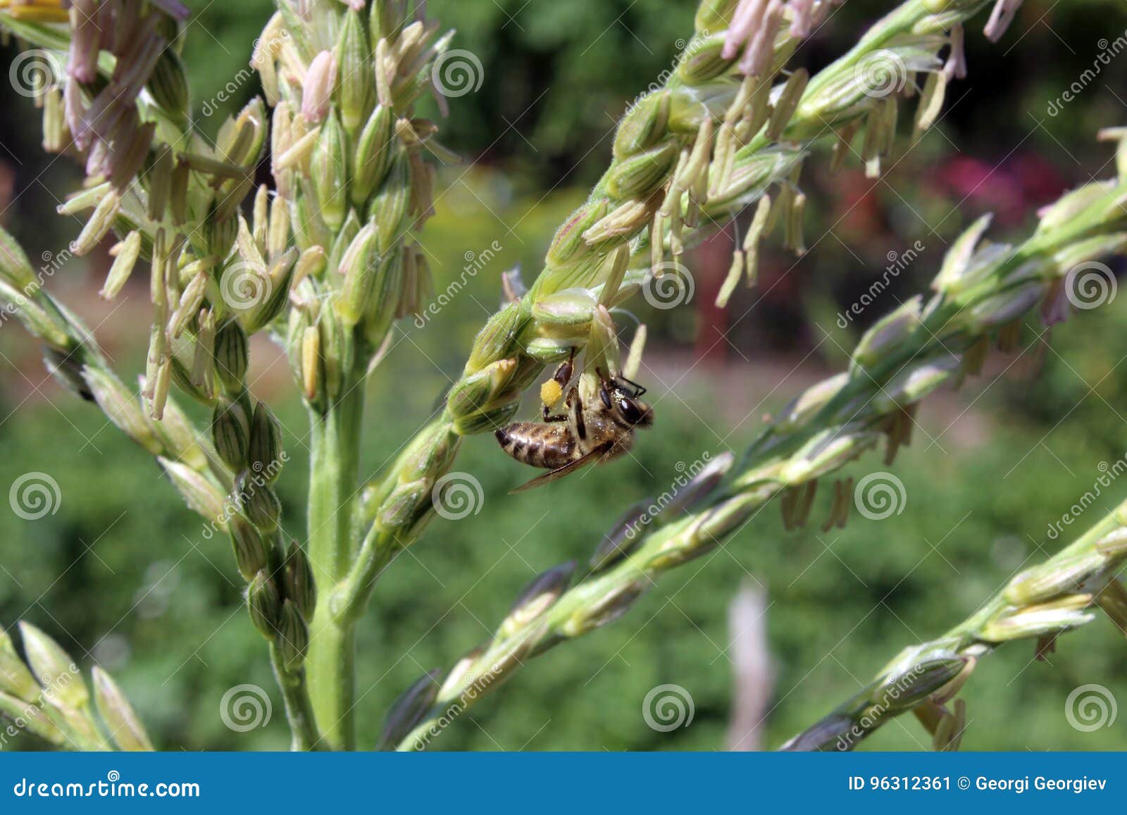 Corn and bee stock image. Image of vegetable, generation - 96312361