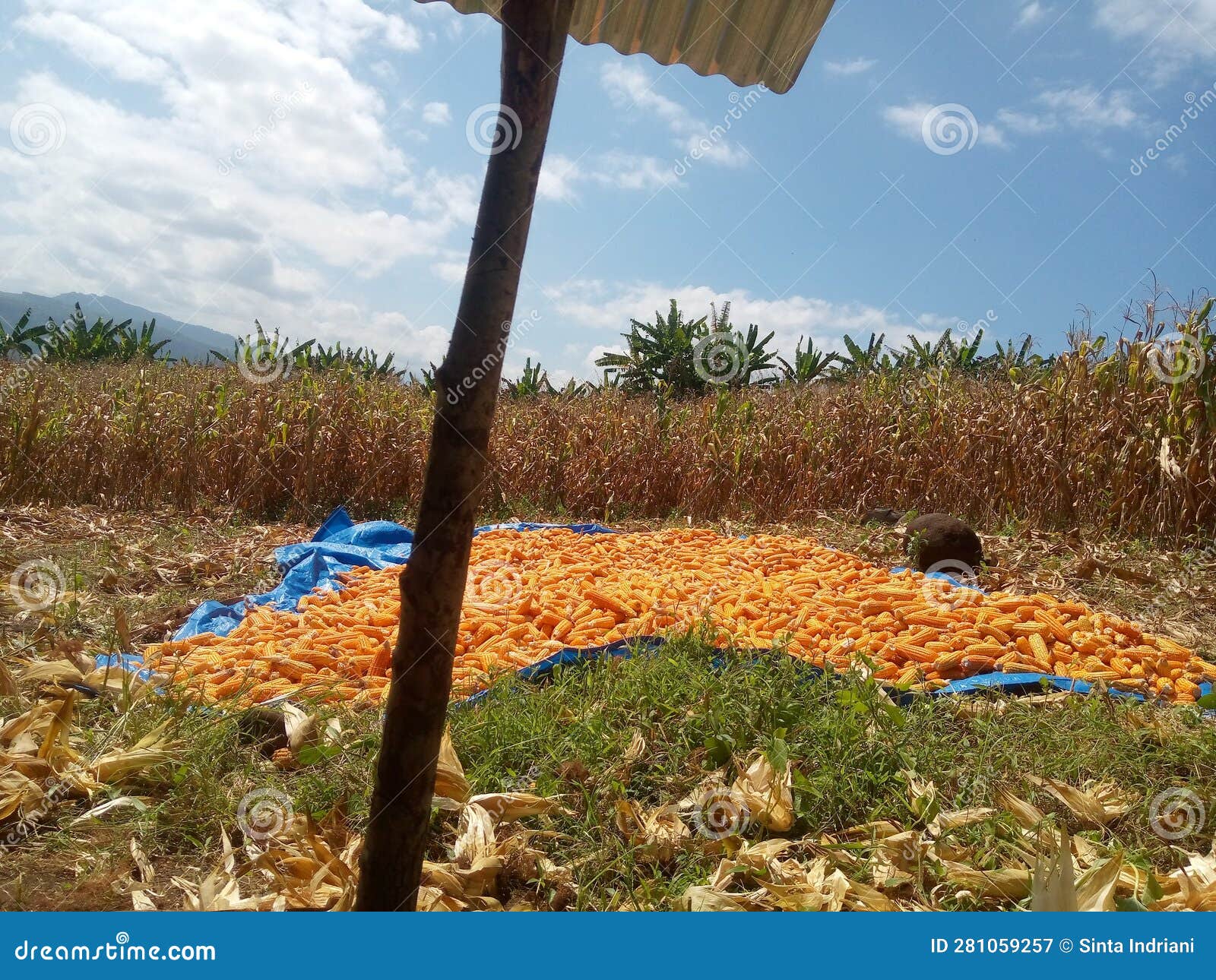 Corn that is Being Dried in the Sun in the Garden with Dry Corn Trees ...