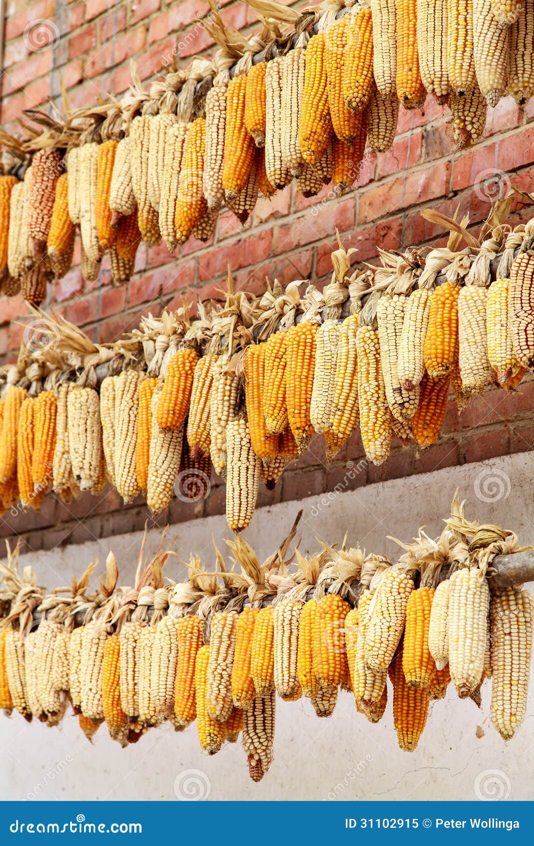 Corn Being Dried in the Sun Stock Image - Image of nutrition, ripe ...
