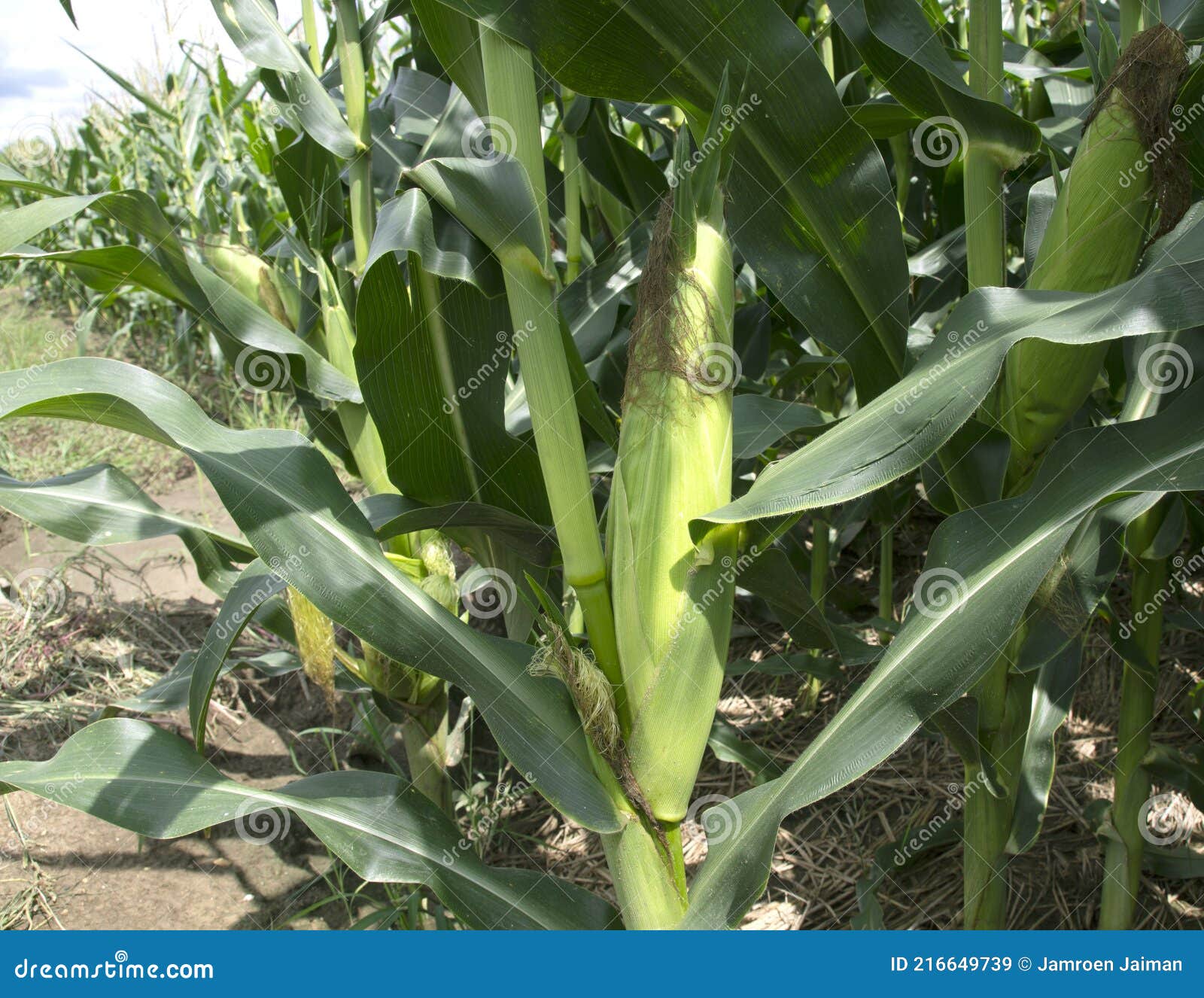 Corn that is Being Harvested in the Corn Field Stock Image - Image of ...
