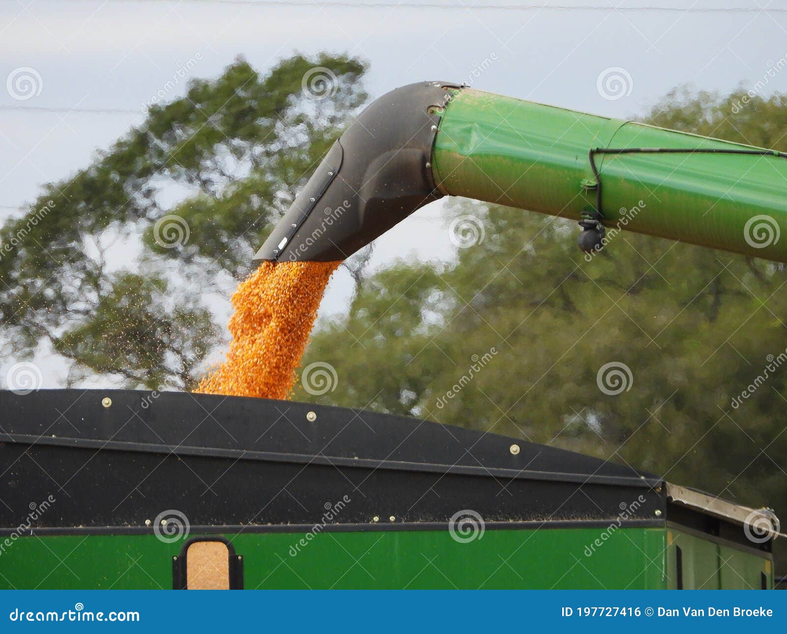 Corn Being Transferred To A Truck Stock Photo | CartoonDealer.com ...