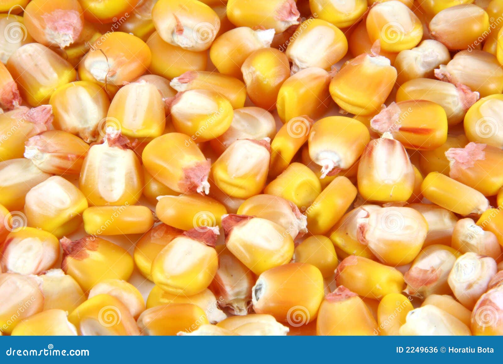 Corn berrys stock photo. Image of seeds, berry, corn, orange - 2249636