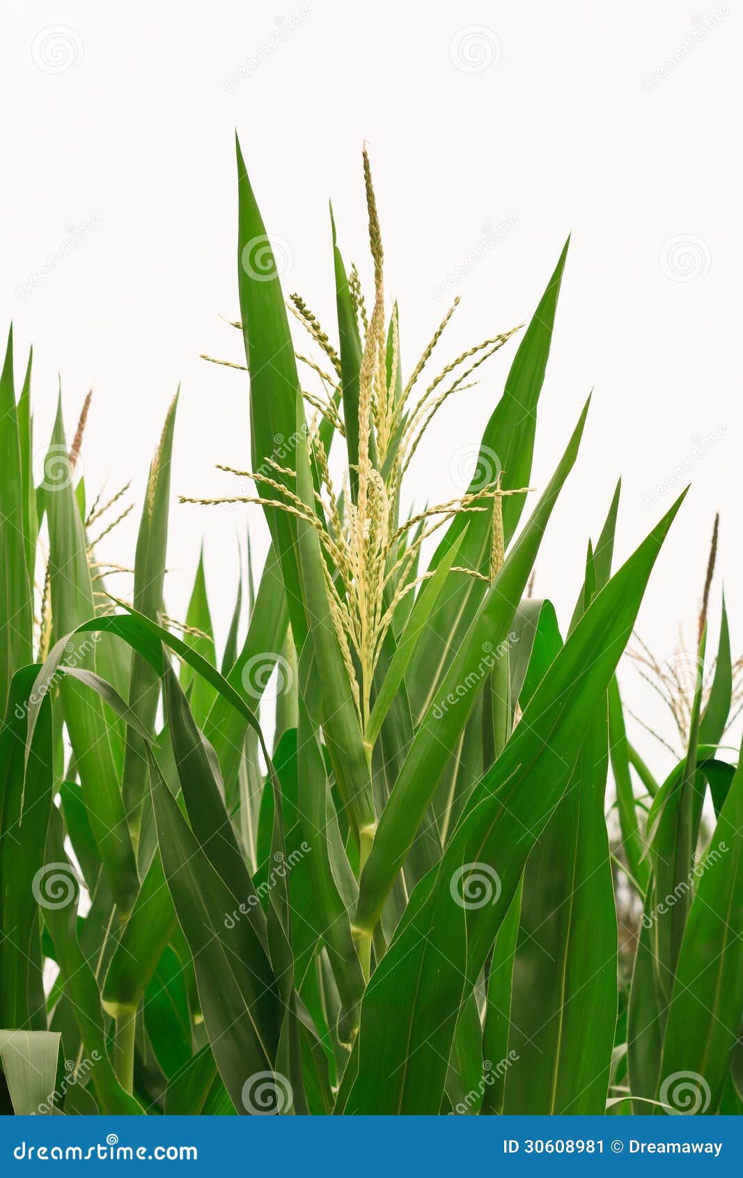 Corn Blossoming. stock image. Image of botanical, native - 30608981