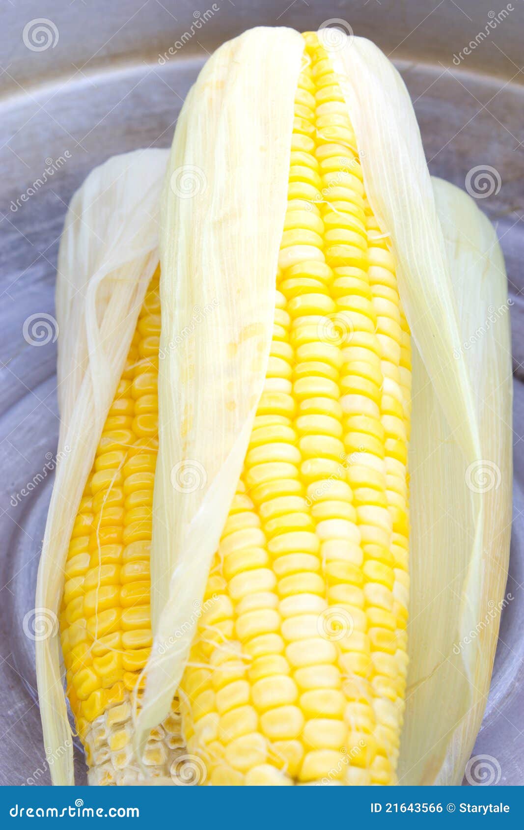 Corn boil in a pot stock photo. Image of healthy, grain - 21643566
