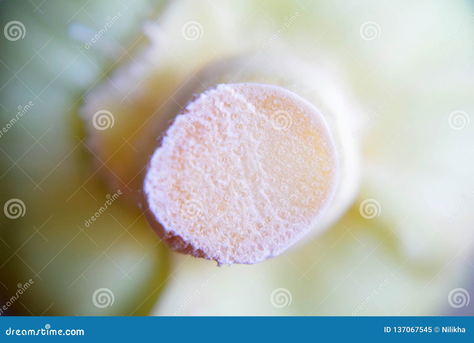 Corn bottom end stock image. Image of husk, bottom, corn - 137067545