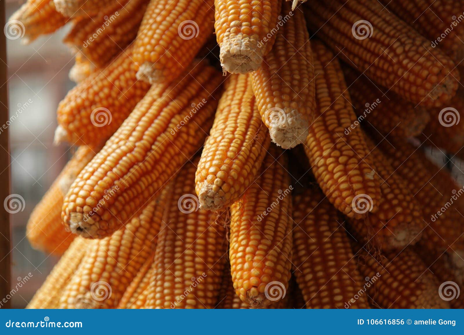 Corn stock photo. Image of grain, yellow, cereal, food - 106616856