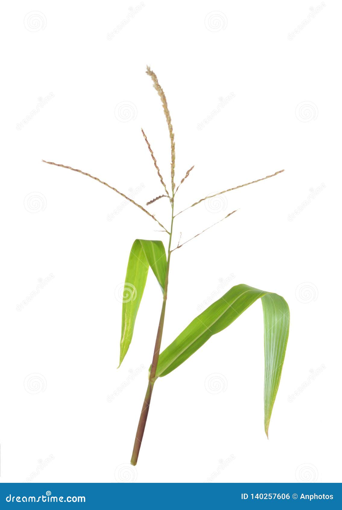 Corn branch stock photo. Image of growing, farm, corn - 140257606