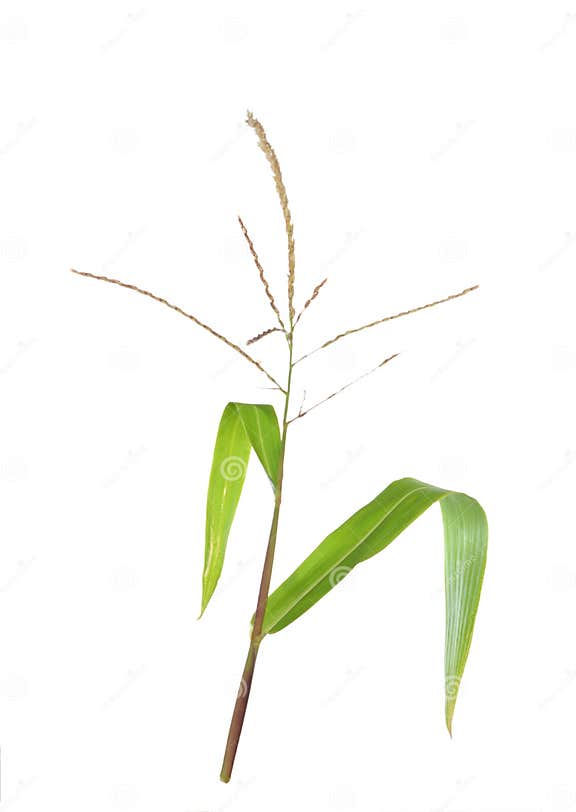 Corn branch stock photo. Image of growing, farm, corn - 140257606